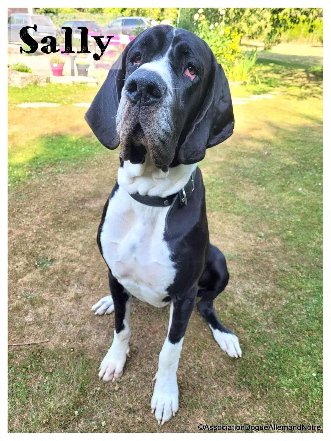 Association Dogue Allemand Nôtre